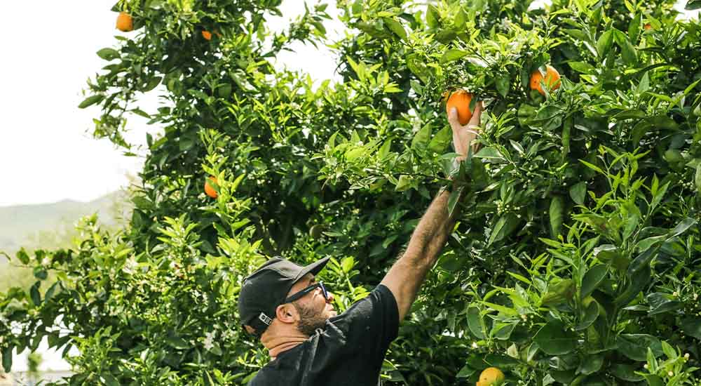 How To Prune Citrus Trees | Pruning Citrus Trees